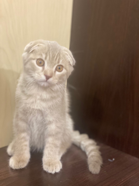 Продаю вислоухого котенка