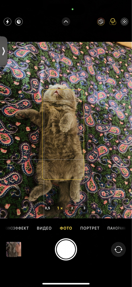 Скоттиш Фольд
