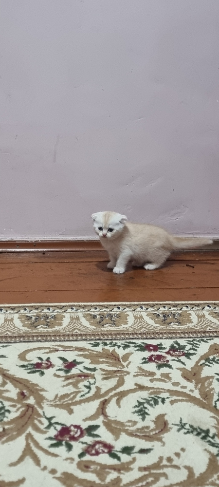 Котята Британские