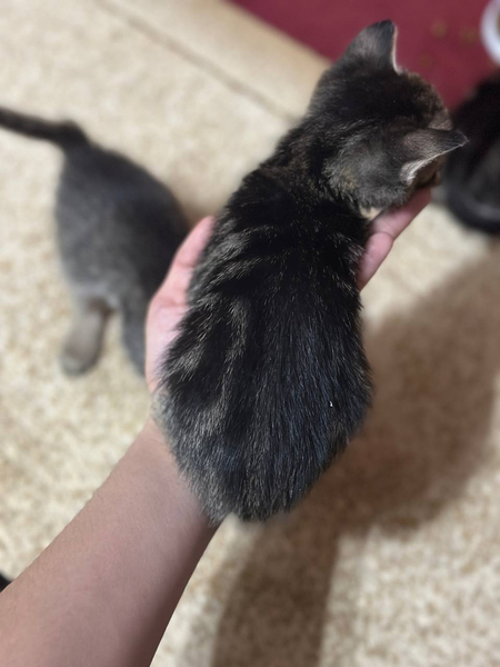 Домашние котята на хорошие руки