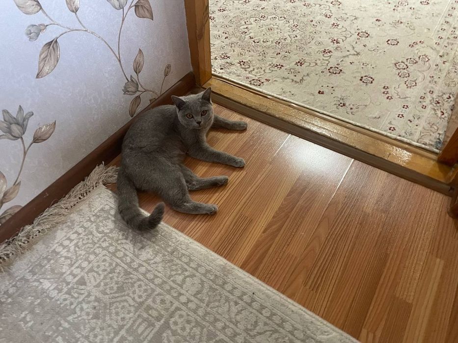 Продаются коты(муж и жена) британской породы.