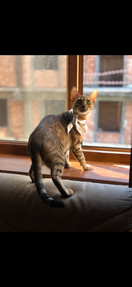 Tozza qonli Bengal zotdor mushugi sotiladi narxi kelishtiriladi