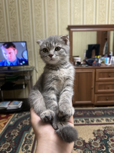 Скотиш фолд (МУЖИК)