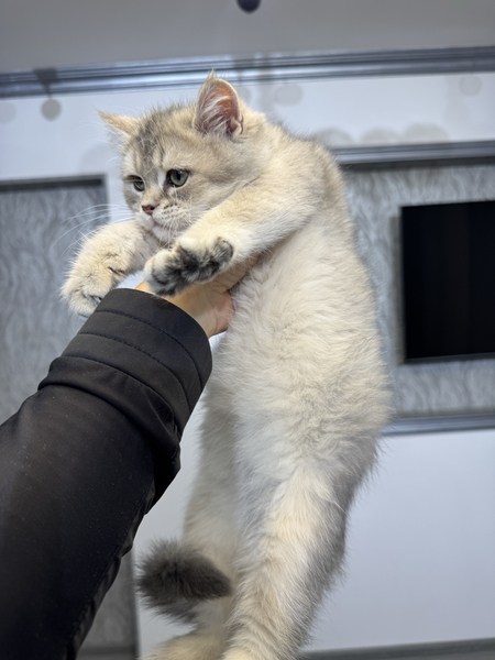 Продается котенок шиншилла