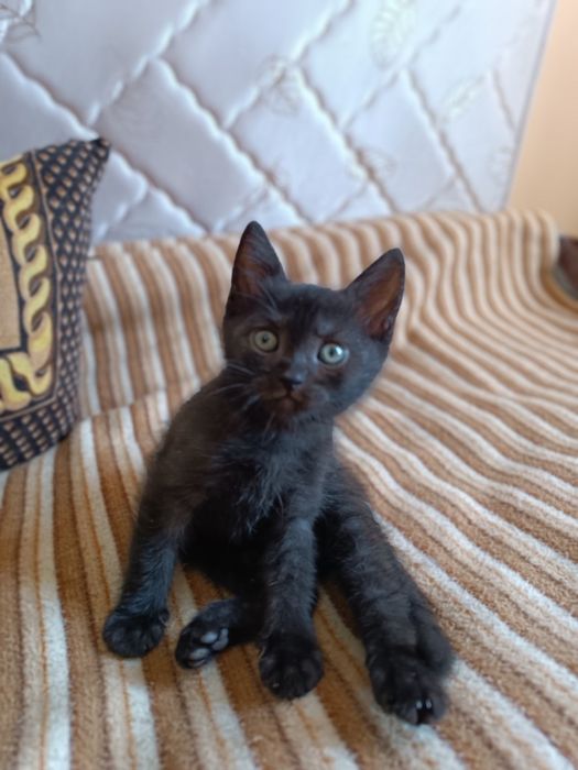 Продам породистых котят