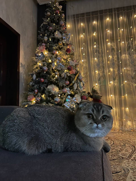 Продаются котята