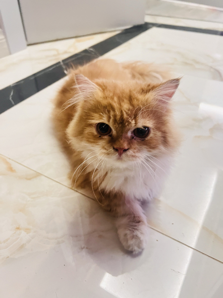 Породистый кот