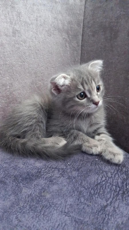 Продаётся котенок девочка 1.5 месяца