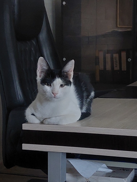 Котёнок мальчик. Привит,  имеет паспорт