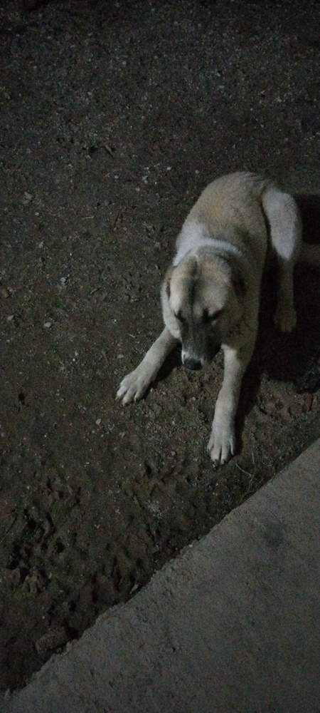 Laqabi Nala alabay paroda