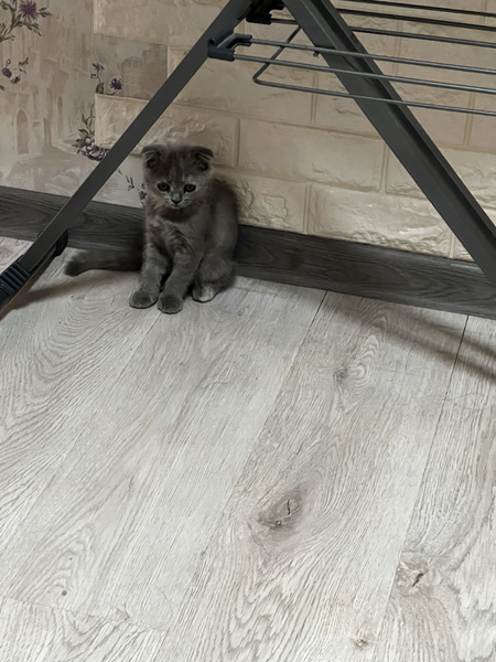 Вислоухие котята