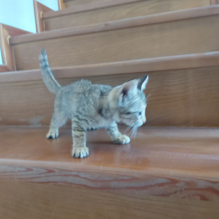 Даром     котята