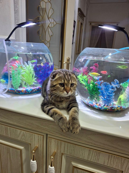 Котенок 3 месяца