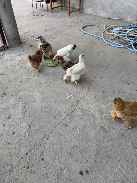Продам куры и петухи породы Брама