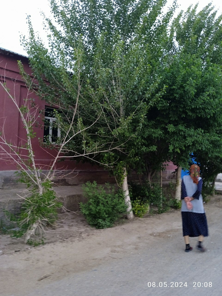 Кум ауыл жай сатылады.