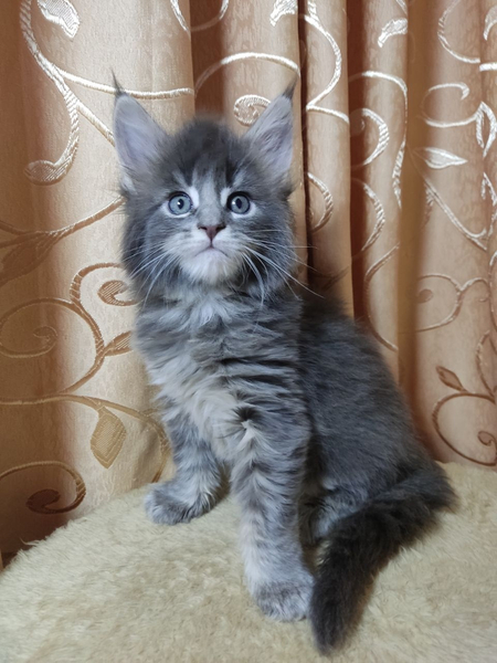 Мейн Кун девочка