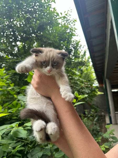Кот Регдолл 3 месяцев