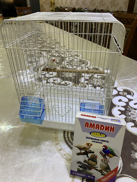 Amadina qushlari 1 juft + qafasi, doni, shahar ichida dostavkasi bilan
