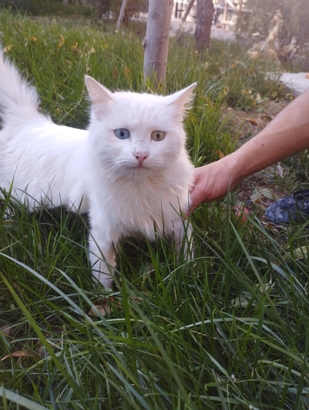 Кошка турецкая ангора