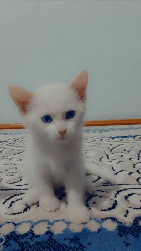 Турецкая ангорка котенок