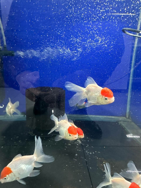Akvarium Rangli baliqlar Fosfirniy
