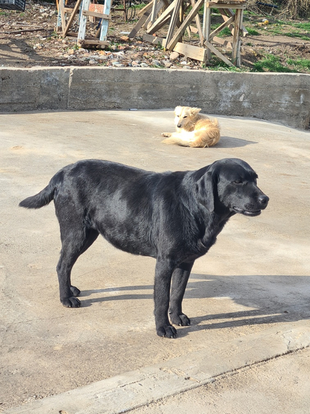labrador  it sotiladi