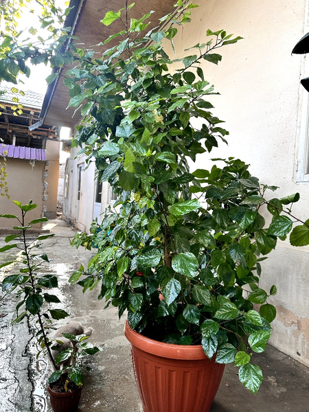 Gullar xonadon uchun Цветы для конатные