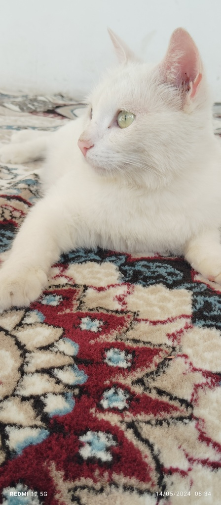 Turk Angora Ovchi Mushuk