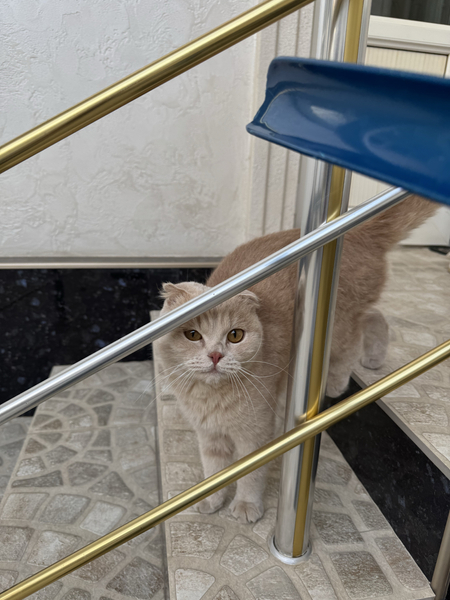 Кошка парода scottish fold