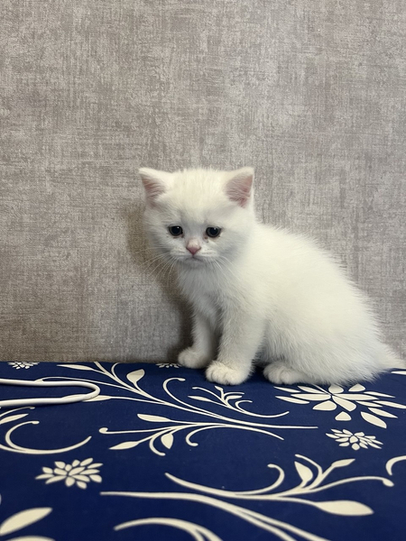 Котята Скотиш Страйт