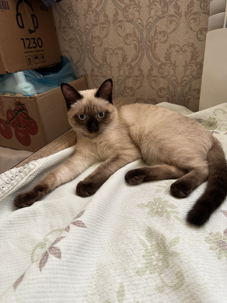 Продается породистая сиамская кошка