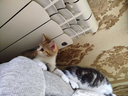 Продам котят мама шиншилла