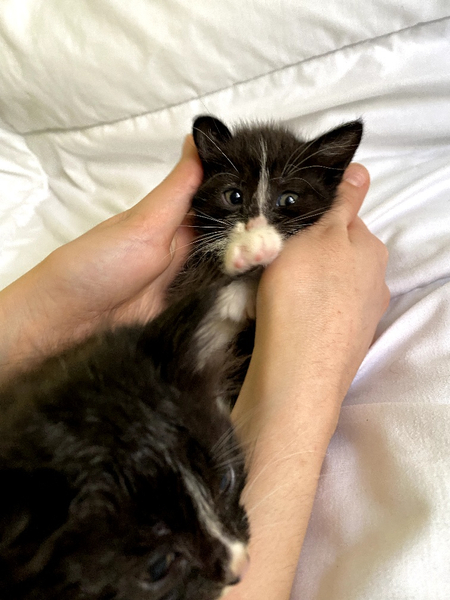 Котята бесплатно/ мушук боласи