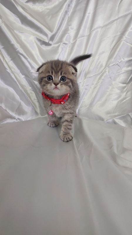 Котята продаются