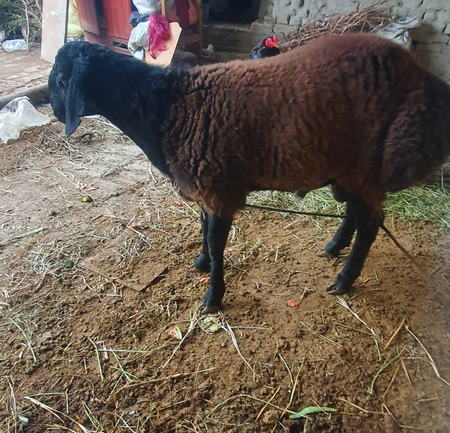 Qoʻchqor barrala sotiladi narxi 3 1000 min DAN yana kelishimiz