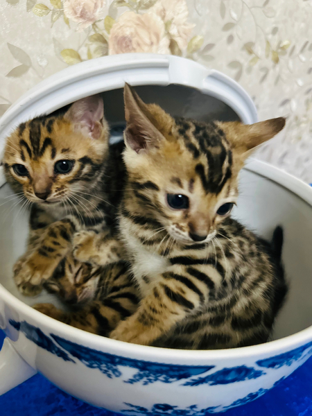 Бенгальские котята