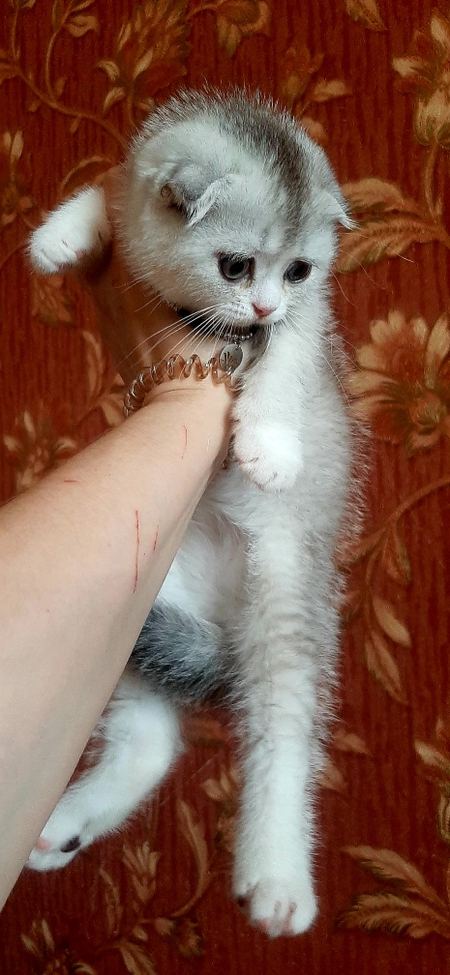 Котёнок шотландский