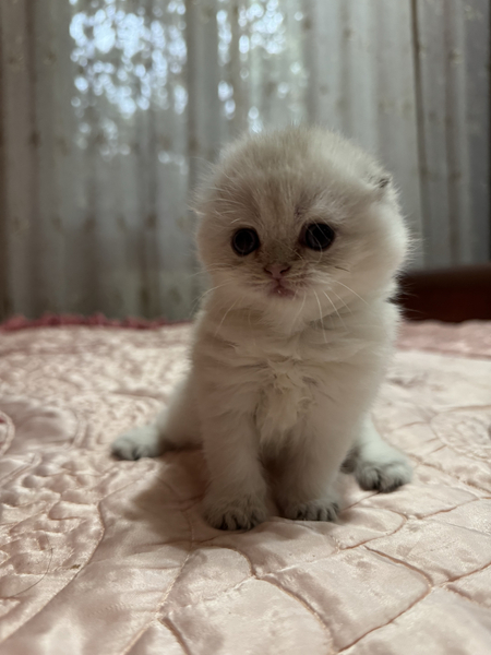 Продаются котята скоттишь фолд и страит