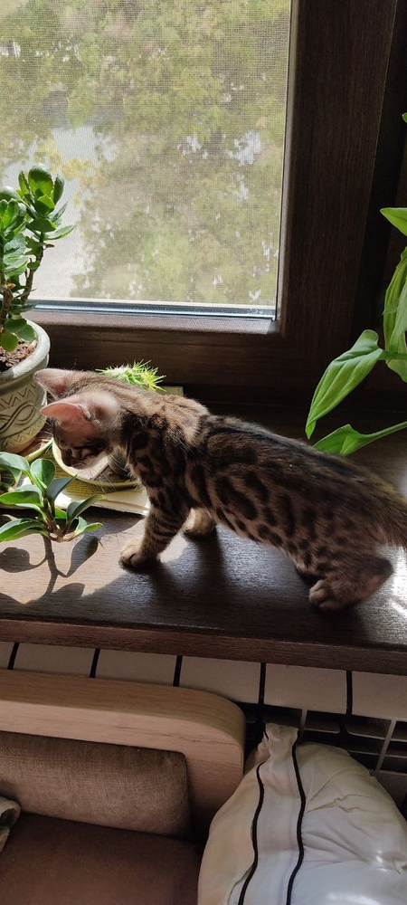 Бенгальские котята