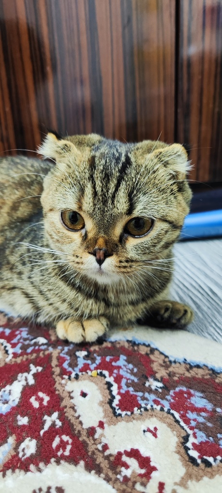 Scottish Fold qizcha