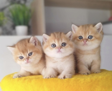 Золотые котята