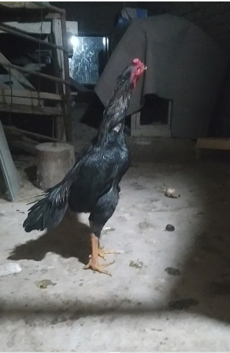 Xoroz sotiladi yoshiga to\\\'ldi vesi 4 kg atrofida
