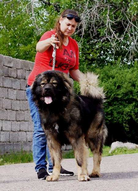 Щенки Кавказской овчарки
