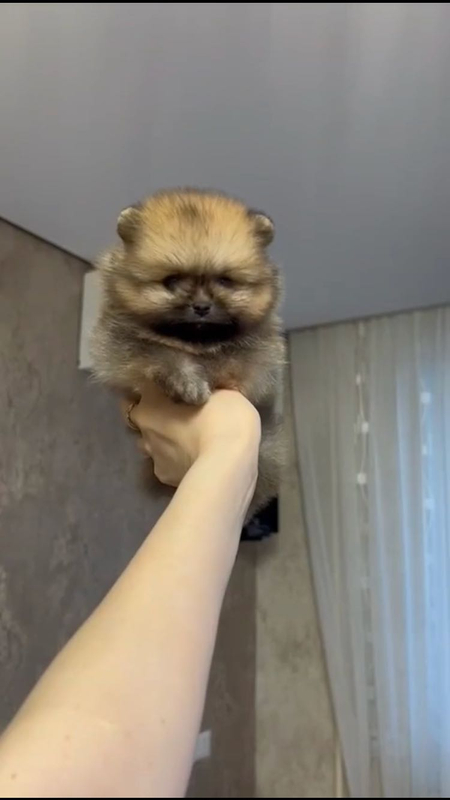 Щенки Щпиц Померанец