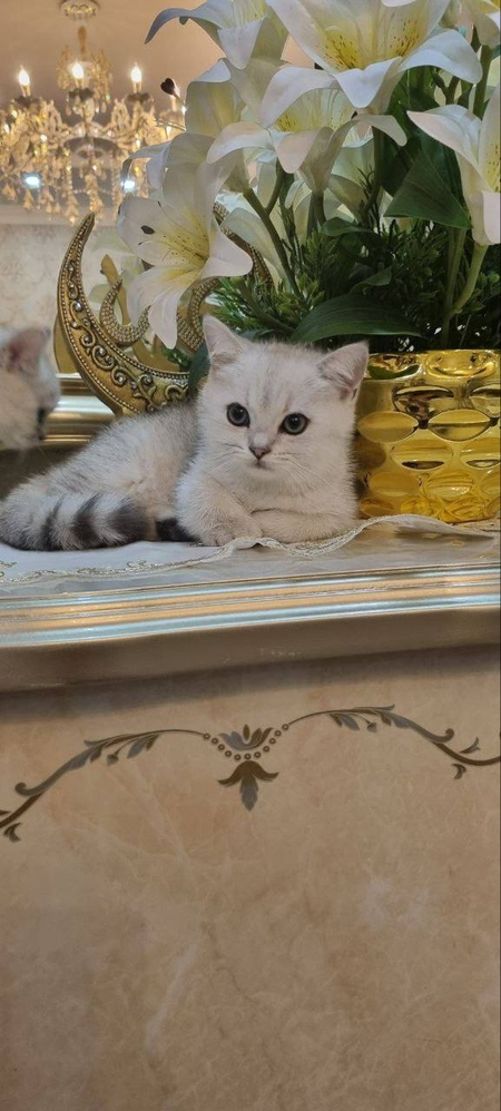 Кошка: Серебристая британская шиншилла. 2,5 месяць.