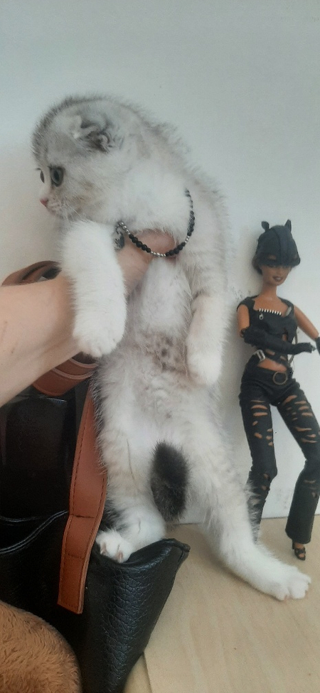 Крупный скоттиш фолд малыш