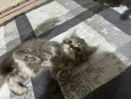 Шотландский вислоухий скоттиш страйт девочка