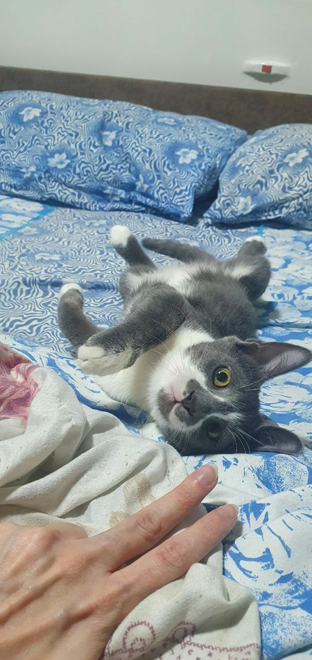 Отдам милого котёнка Джерри в добрые и любящие руки