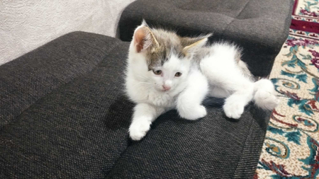 Отдам даром котят
