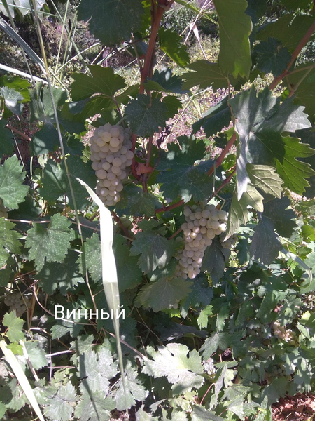 Чебуки винограда.